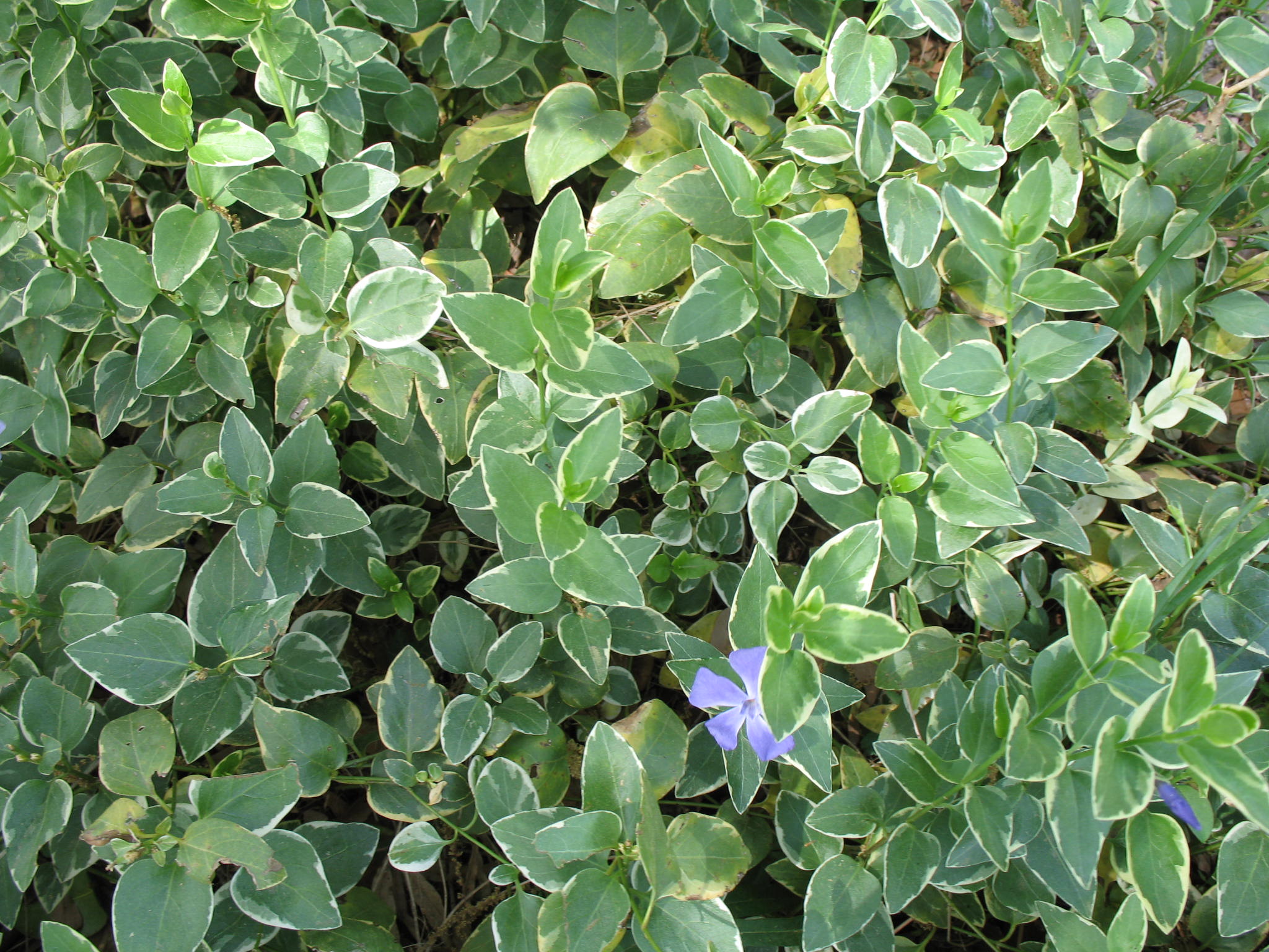 Online Plant Guide - Vinca major 'Variegata' / Variegated Vinca